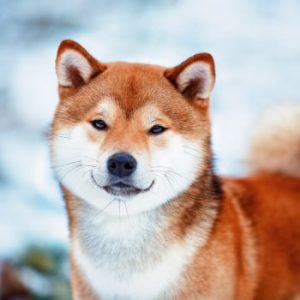 Shiba Inu Colors - Shiba Inu Rescues & Breeders