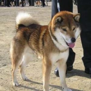Shiba Inu Colors - Shiba Inu Rescues & Breeders