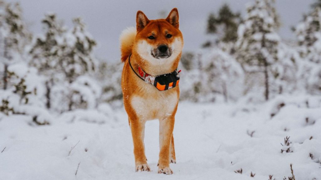 Shiba Inu Colors - Shiba Inu Rescues & Breeders